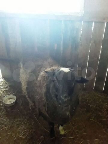 Баран тексель+дорпер