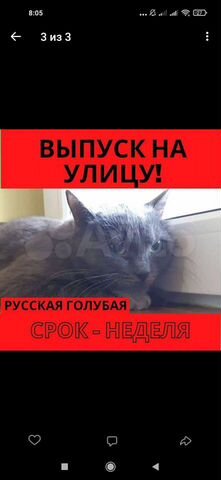 Русская голубая кошка