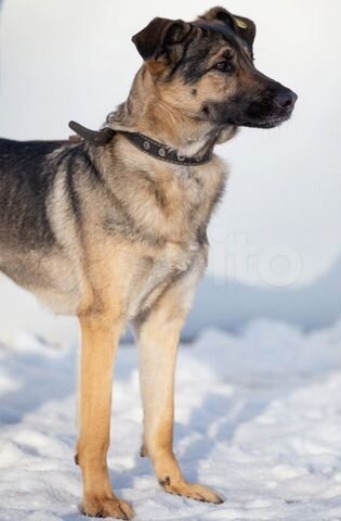 Кому цветочек, который никогда не завянет