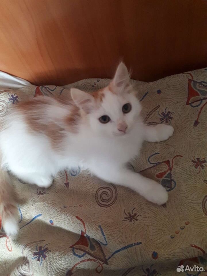 Котенок