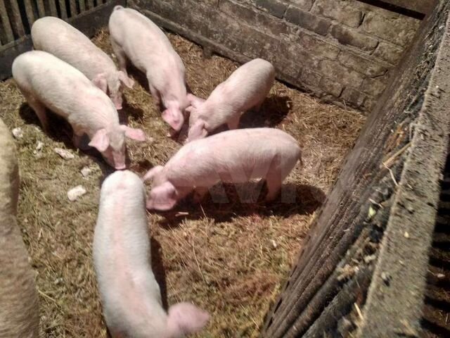 Поросята