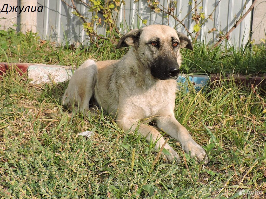 Взрослая сука бельгийской овчарки mix