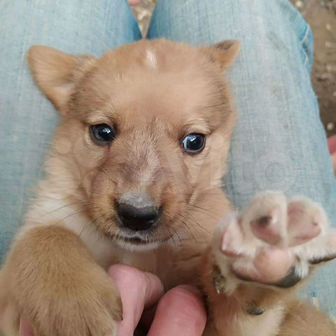 Собаки бесплатно в добрые руки щенки