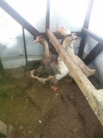 Гуси Холмогоры