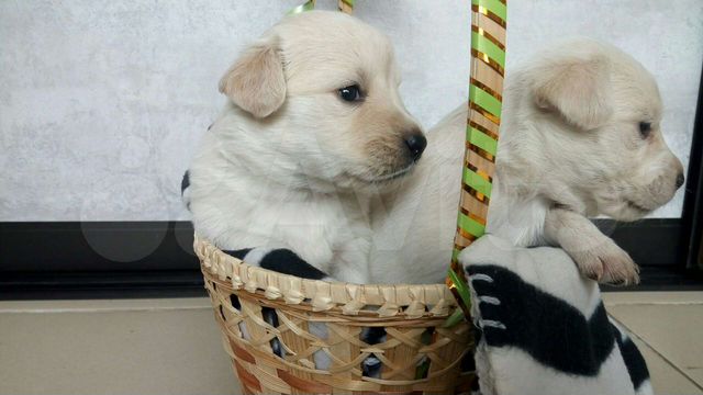 Щенки лабрадора палевые