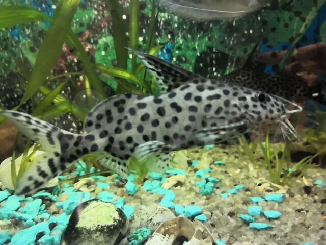 Сом Синодонтис перевертыш