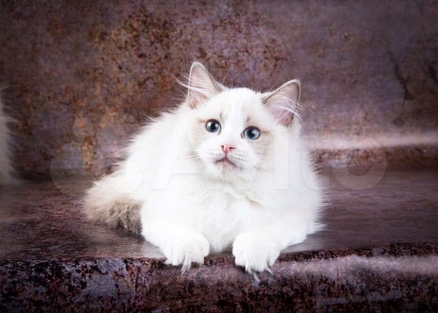 Котята рэгдолл