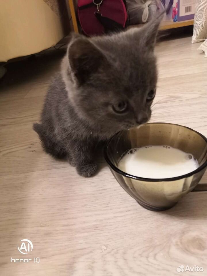 Отдадим кошечку подкидыша
