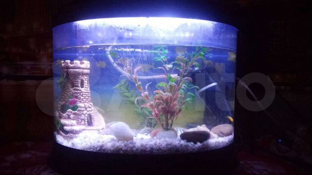 Аквариум с рыбками