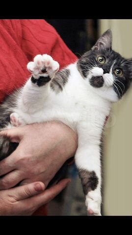 Кошечка милая молоденькая Кукляша