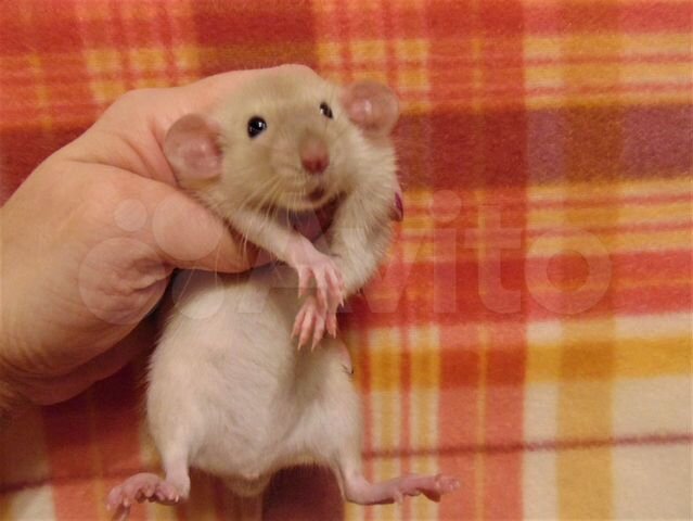 Крысята девочки питомник, клетки, гамак в подарок