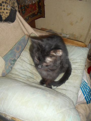 Кошки в добрые руки