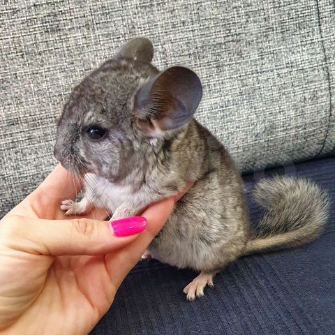 Шиншиллята мальчики 2 мес