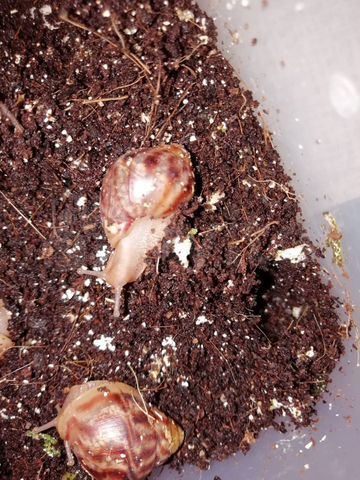 Улитки Ахаиина