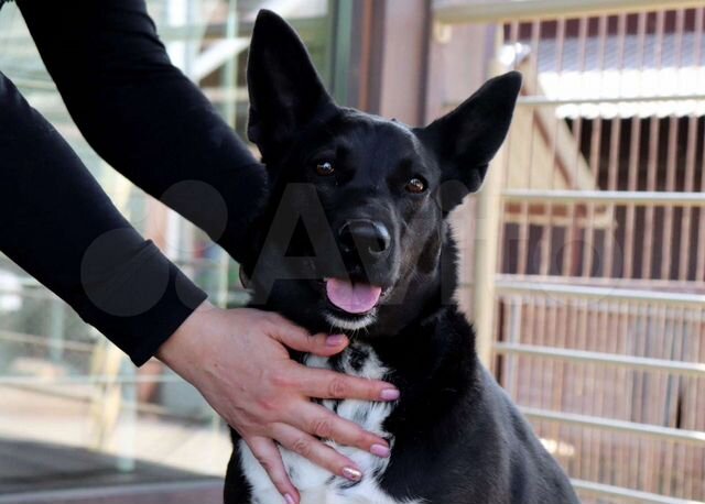 Собака в добрые руки