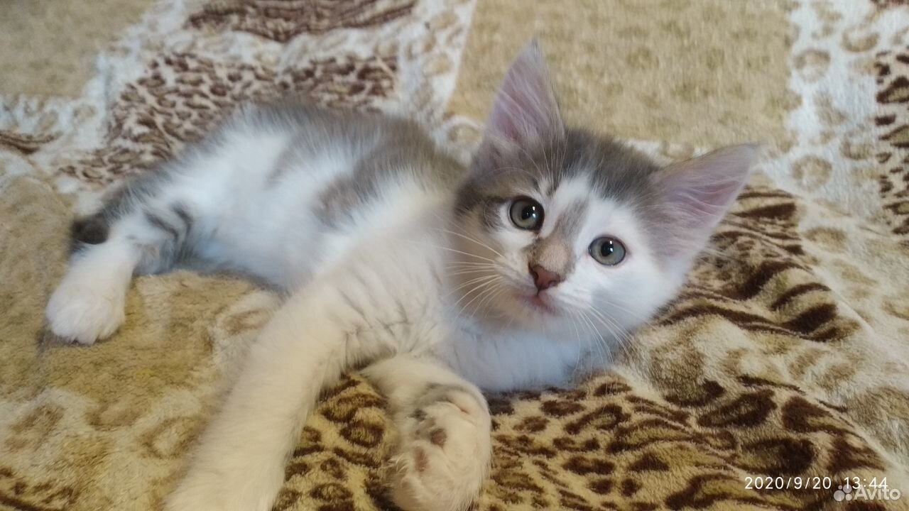 Отдам котенка в добрые руки