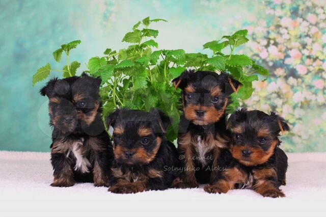 Отличные щенки йоркширский терьер