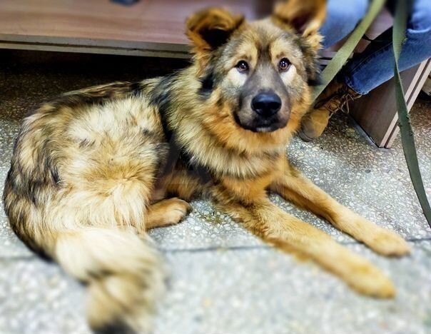 Золотой пёс Миша в добрейшие руки