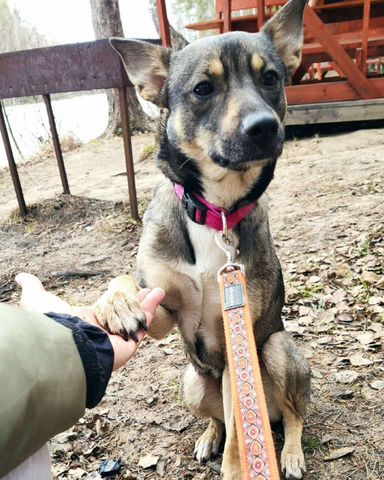 Небольшой по размеру пёсик в добрые руки