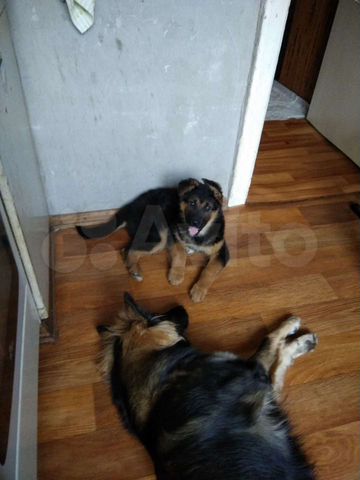 Девочка немецкая овчарка