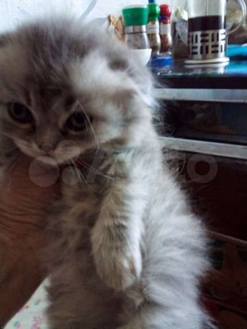Кошки
