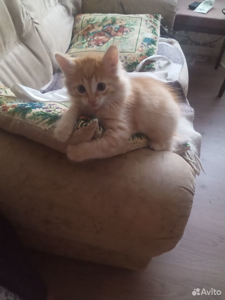 Отдаю славных рыжиков в добрые руки