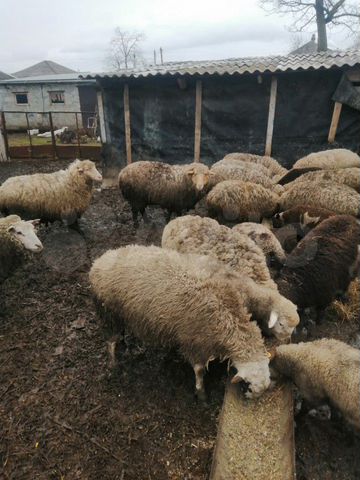 Овцы матки и баран