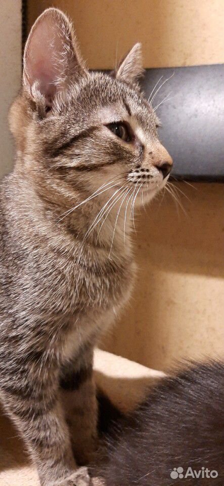 Котенок.Дашка