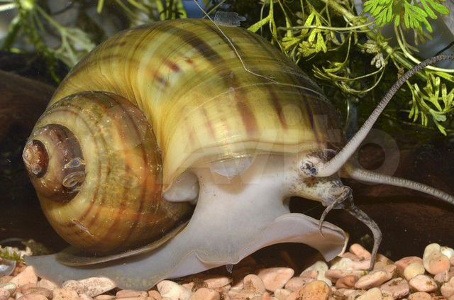 Аквариумные улитки (Ампулярии)