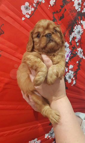 Королевский кинг чарльз