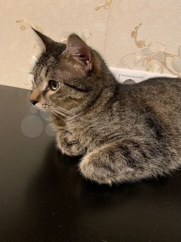 Котик серый, в добрые руки, 2х лет Сережа, Серый з