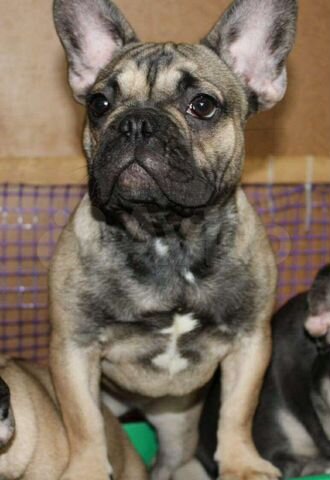 Шикарная крупная девчуля