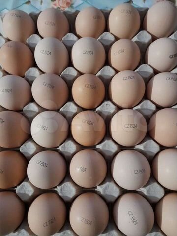 Инкубационное яйцо