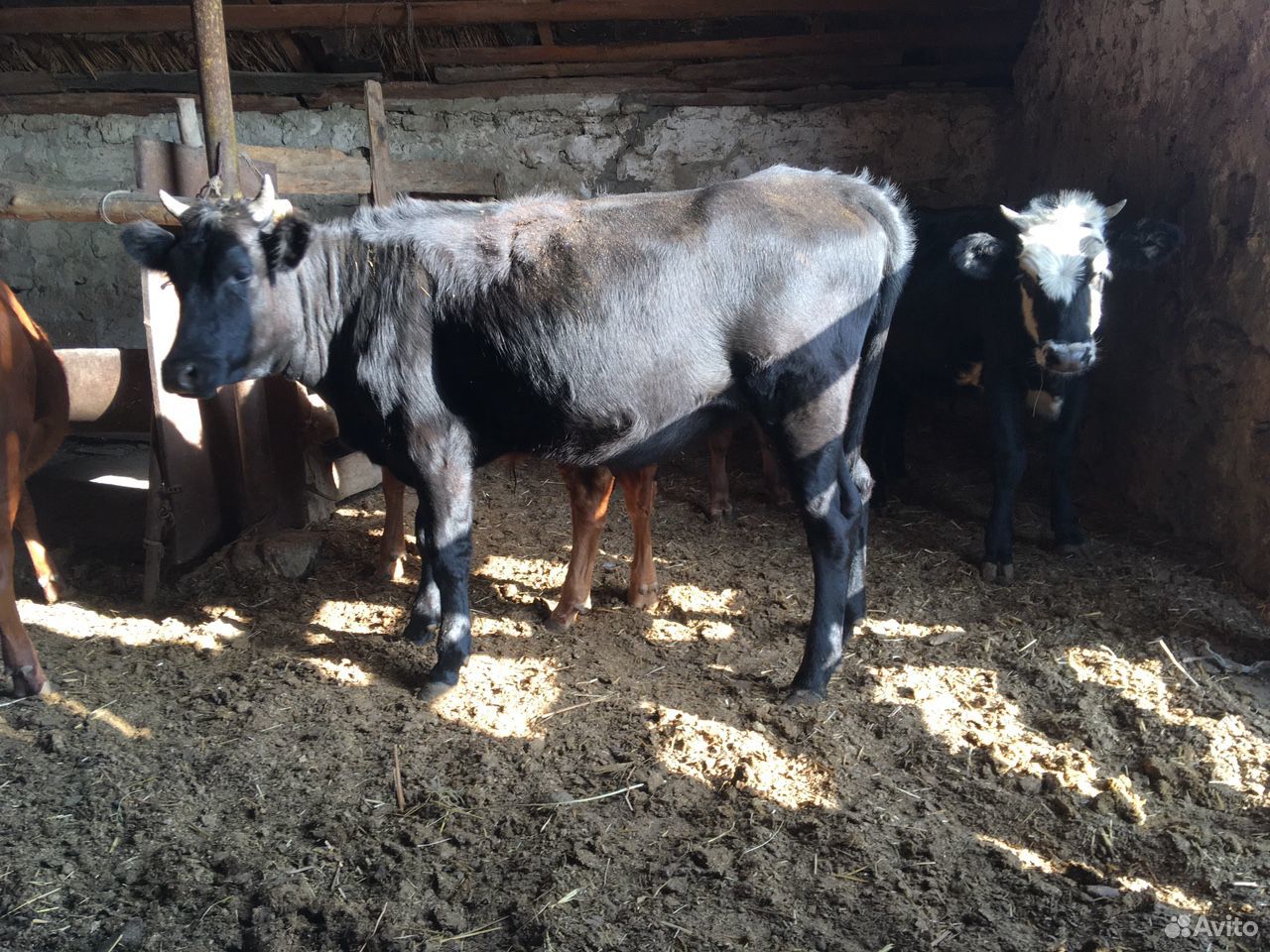 Бычки и тёлочки