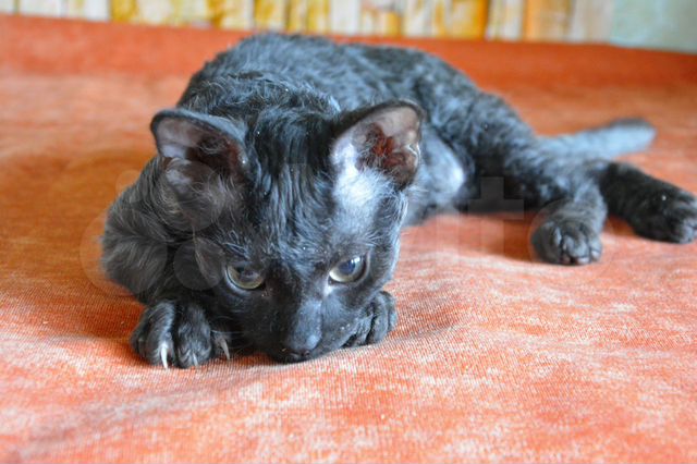 Благородный кудрявый красавец