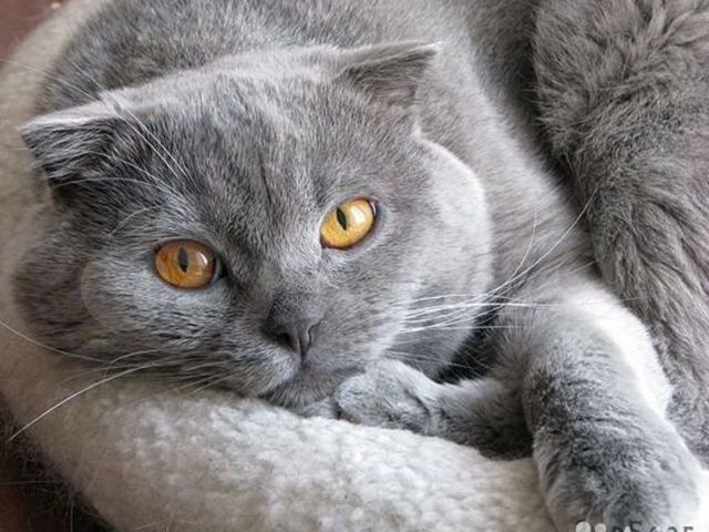 Вислоухий кот британец на вязку бесплатно
