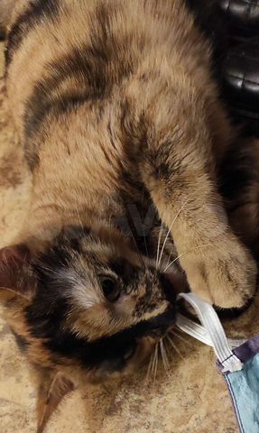 Молодая кошечка Циля добрые руки