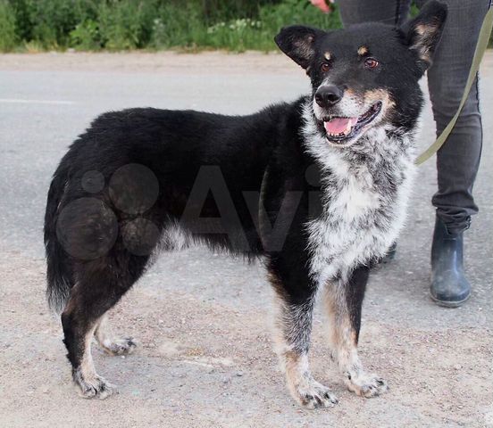 Этот пёс подойдёт даже пожилым людям