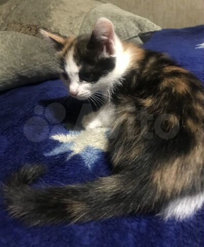 Котята в добрые руки. Трехцветные котятки 2 мес. О