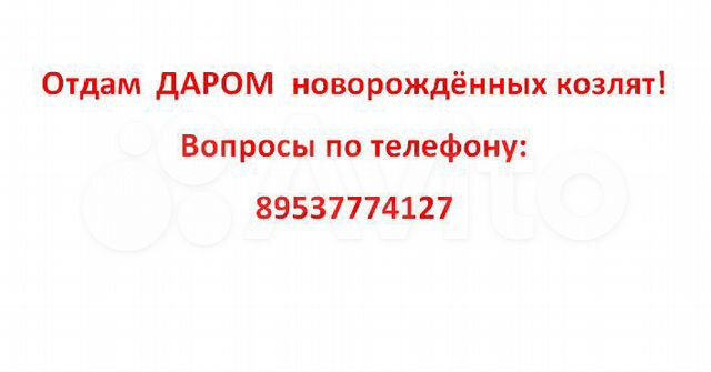 Козлята новорождённые