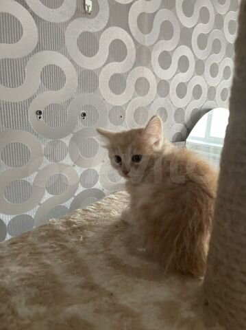 2 котенка, кот и кошка