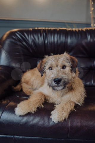 Фанни ищет дом