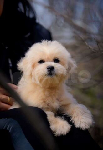 Девочочка милашка мальтипу Ф1