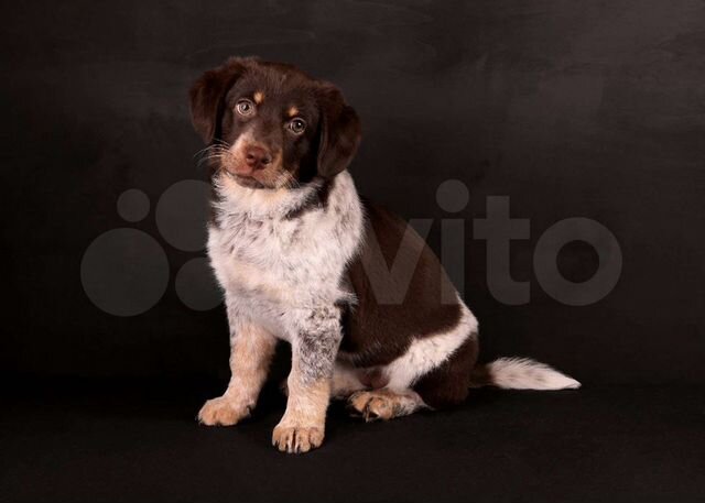 Щенок Шелби, метис спаниеля, 4 мес. Привезём