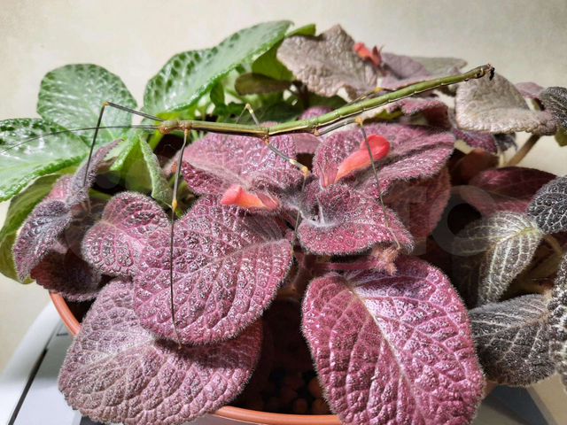 Палочник Lonchodiodes sp ilocos