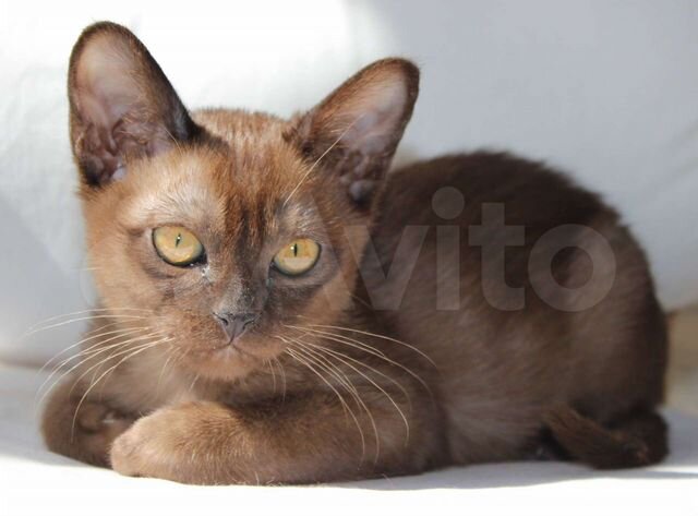 Котята бурмы