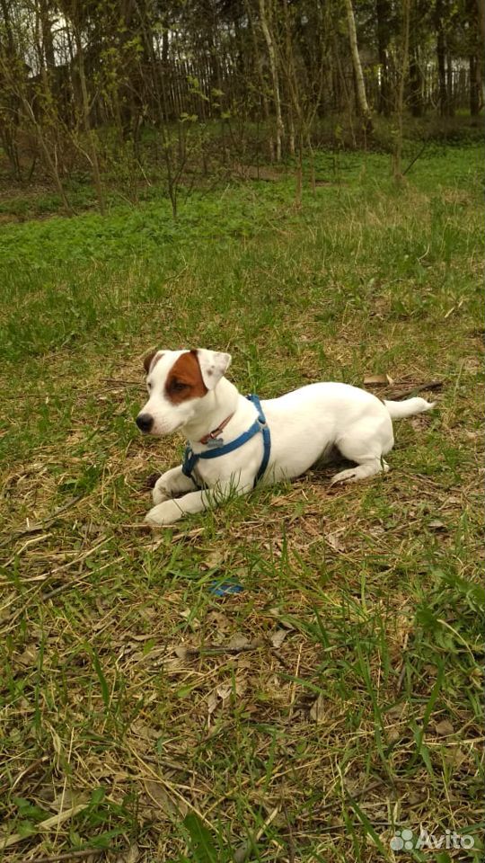 Джек Рассел терьер (кобель для вязки)