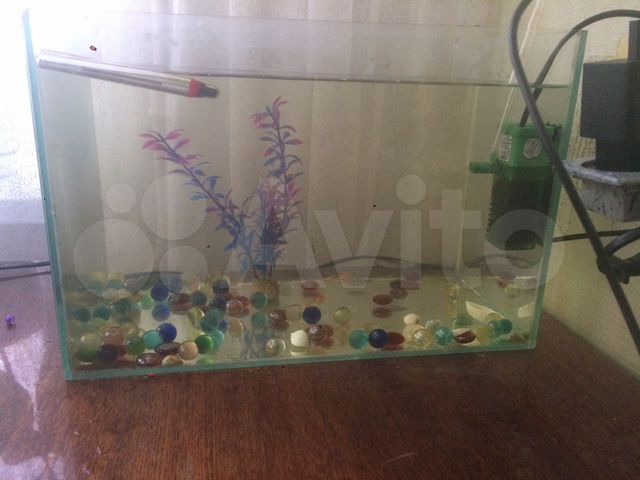 Аквариум со всем содержимым