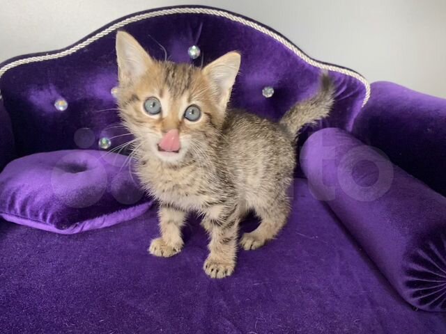 Египетская мау котик Элвис
