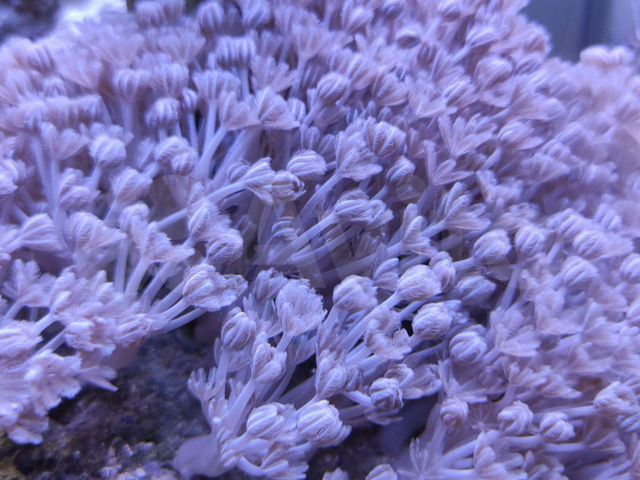 Ксения пульсирующая